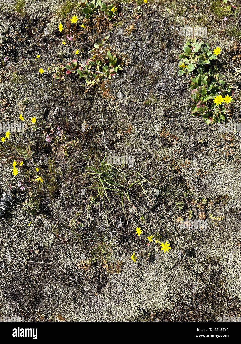 spring gold (Crocidium multicaule), Plantae, Columbia River Gorge ...