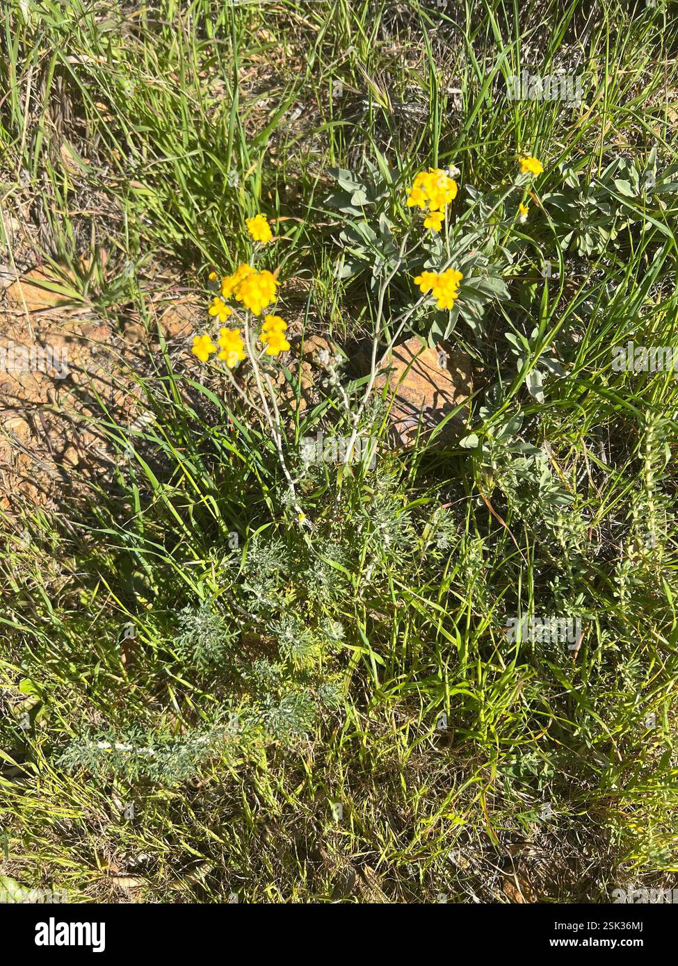 Golden Yarrow (Eriophyllum confertiflorum), Plantae, Orange County, CA ...