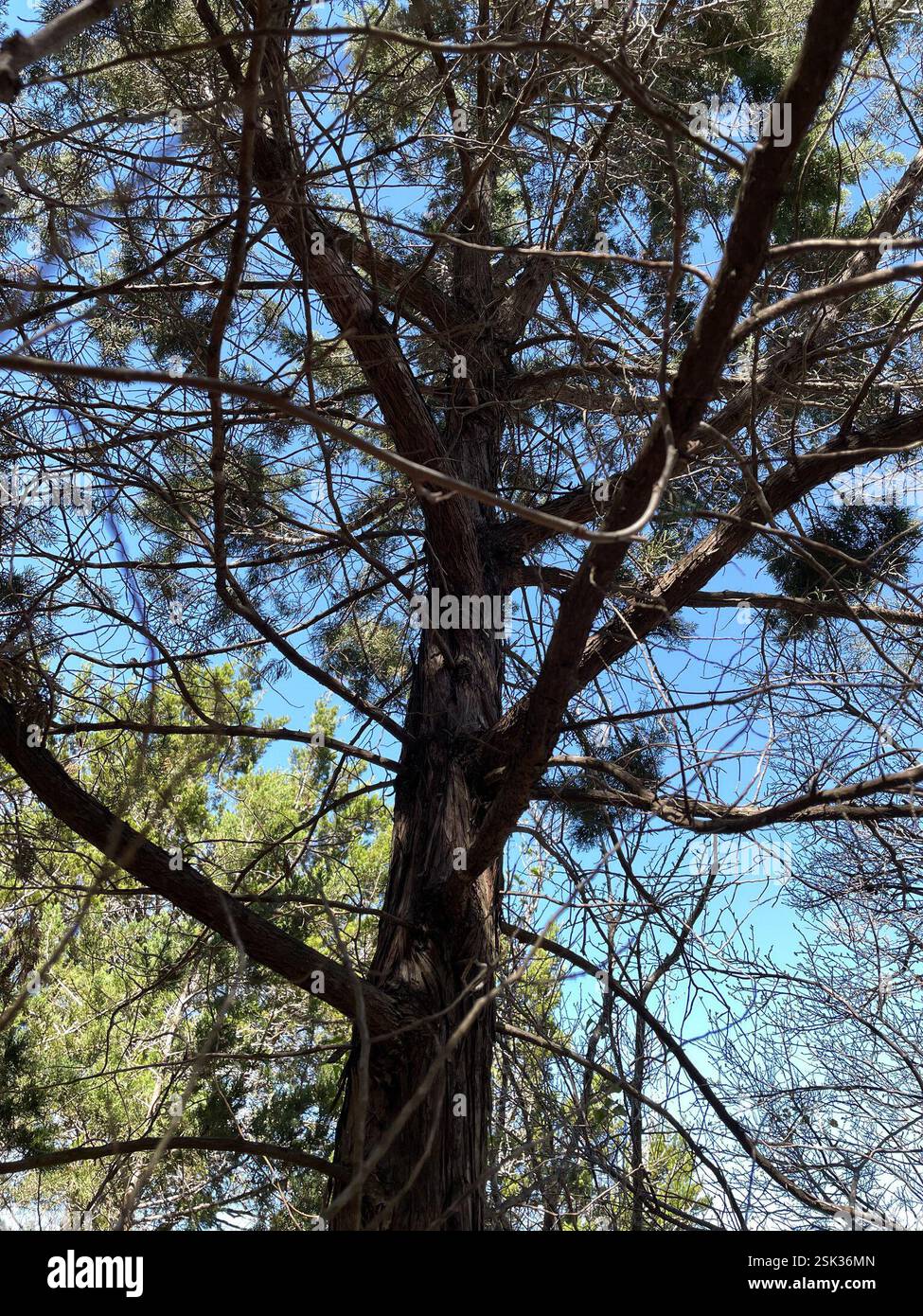 Ashe juniper (Juniperus ashei), Plantae, Killeen, TX, US Stock Photo ...