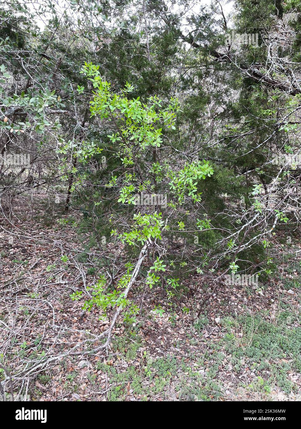 common hoptree (Ptelea trifoliata), Plantae, Moody, TX, US Stock Photo ...