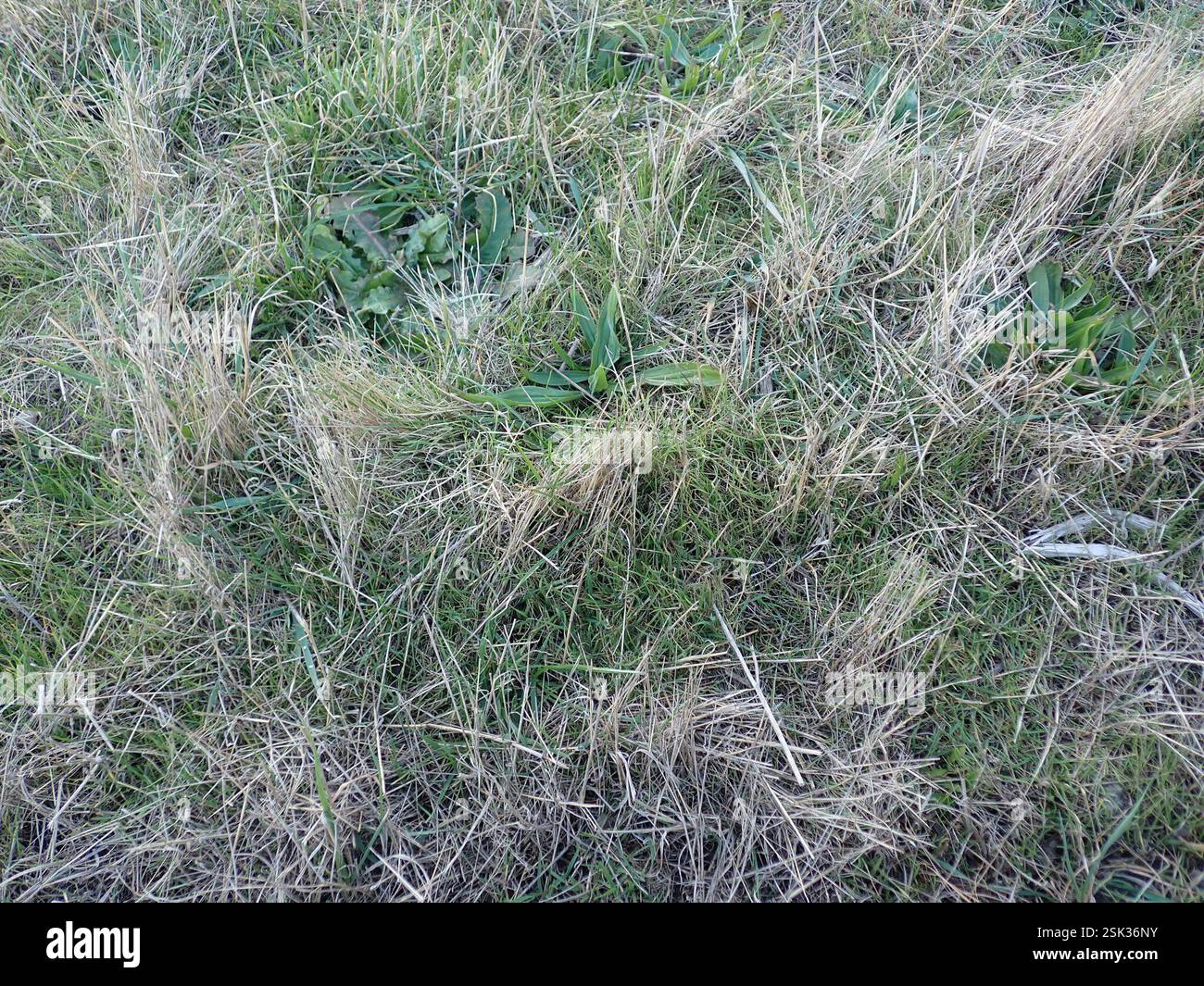 ribwort plantain (Plantago lanceolata), Plantae, Fairfield, Victoria ...