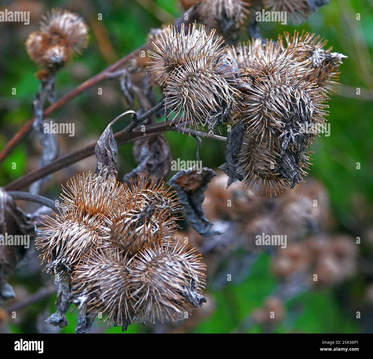 lesser burdock (Arctium minus), Plantae, Crystal Bay - Lakeview Park ...