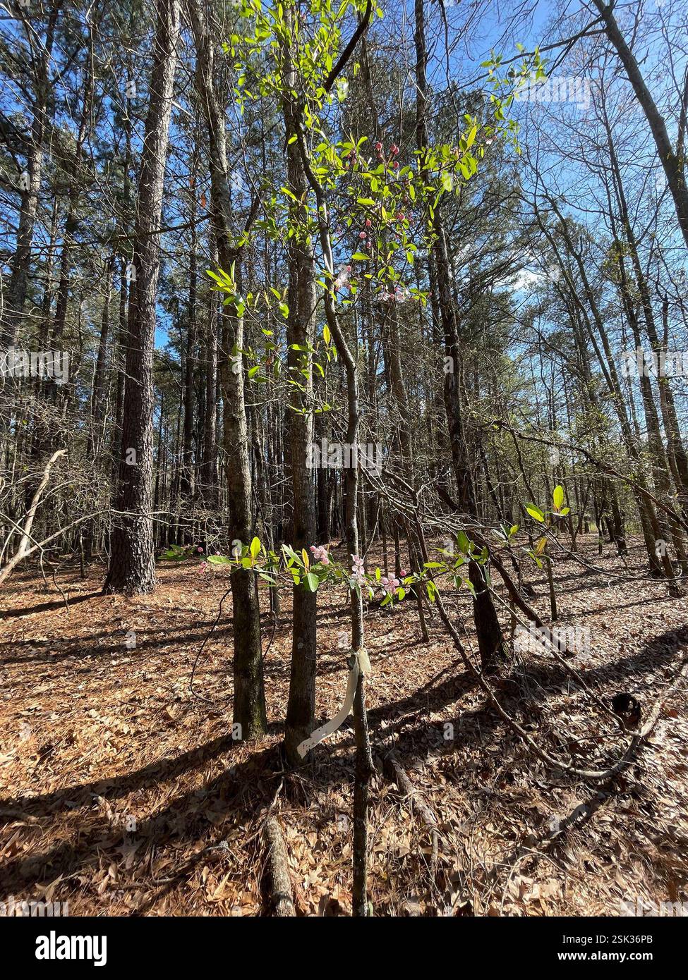 southern crabapple (Malus angustifolia), Plantae, Conrad Ln, Polkton ...