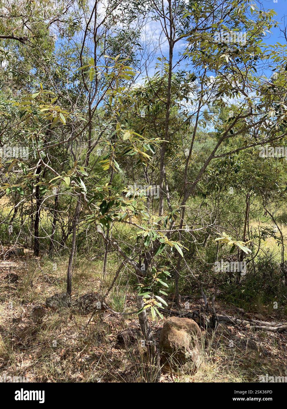 Red Ash (Alphitonia excelsa), Plantae, Duaringa, AU-QL, AU Stock Photo ...