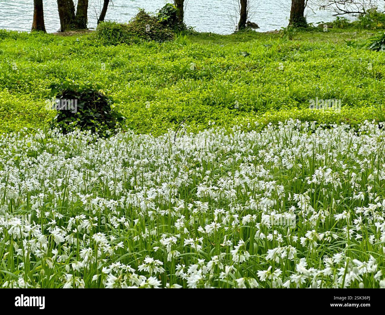 Three-cornered garlic (Allium triquetrum), Plantae, São Miguel Island ...