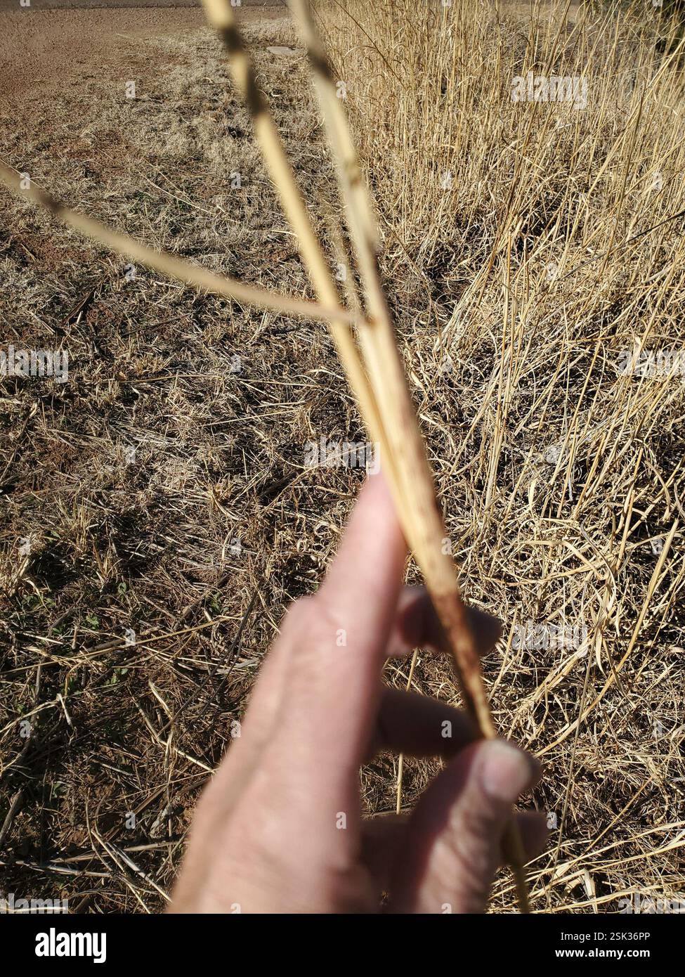Johnson grass (Sorghum halepense), Plantae, Randall, Texas, United ...
