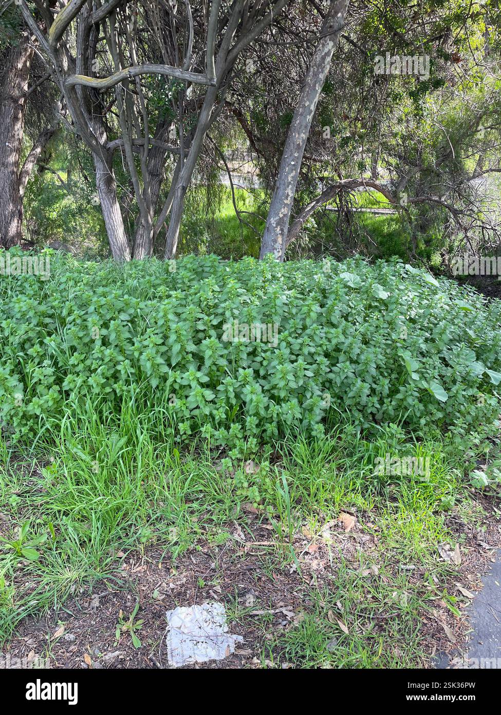 Dwarf Nettle (Urtica urens), Plantae, Lake Cunningham, Santa Clara ...