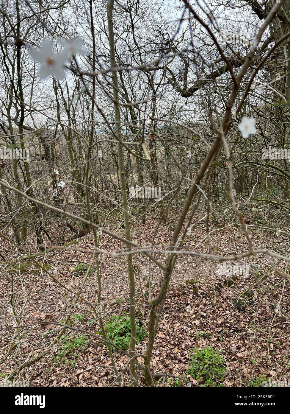 Cherry-plum (Prunus cerasifera), Plantae, Thundersley, Benfleet ...