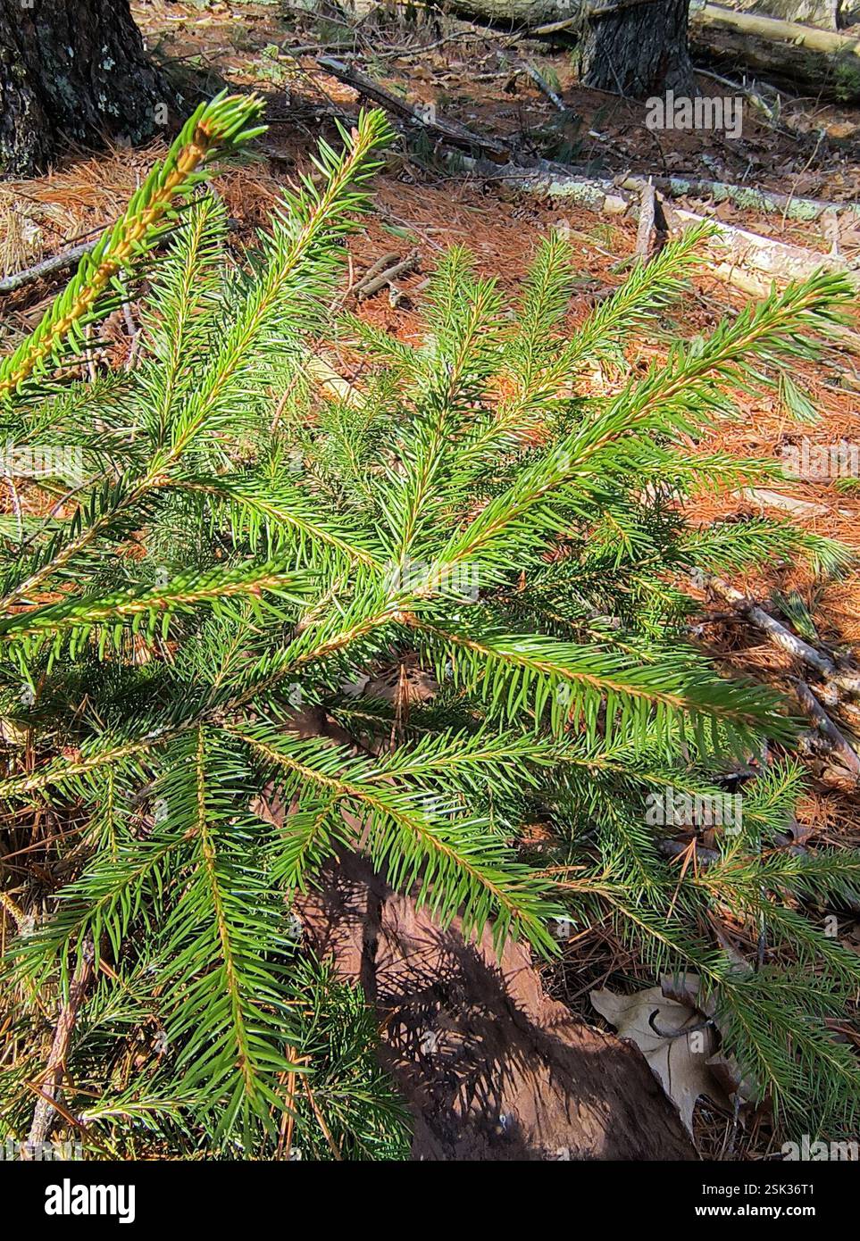 pines, spruces, larches, and allies (Pinoideae), Plantae, New Bedford ...
