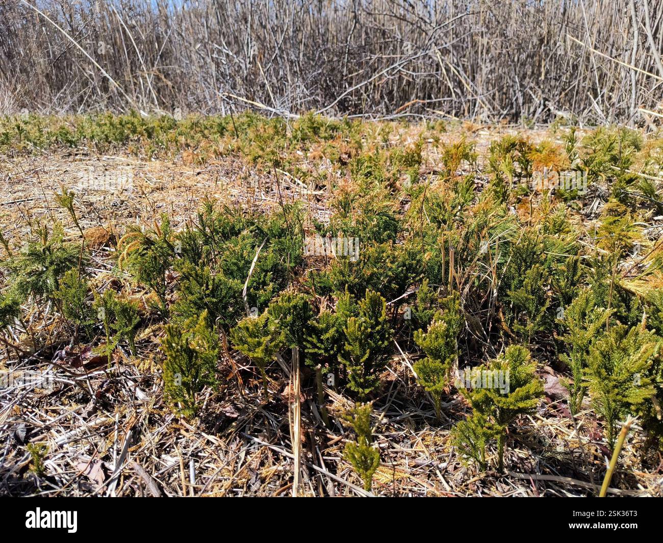 flat-branched tree-clubmoss (Dendrolycopodium obscurum), Plantae ...