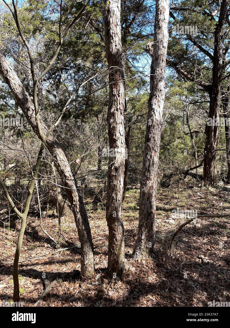 bastard oak (Quercus sinuata), Plantae, Temple, TX, US Stock Photo - Alamy
