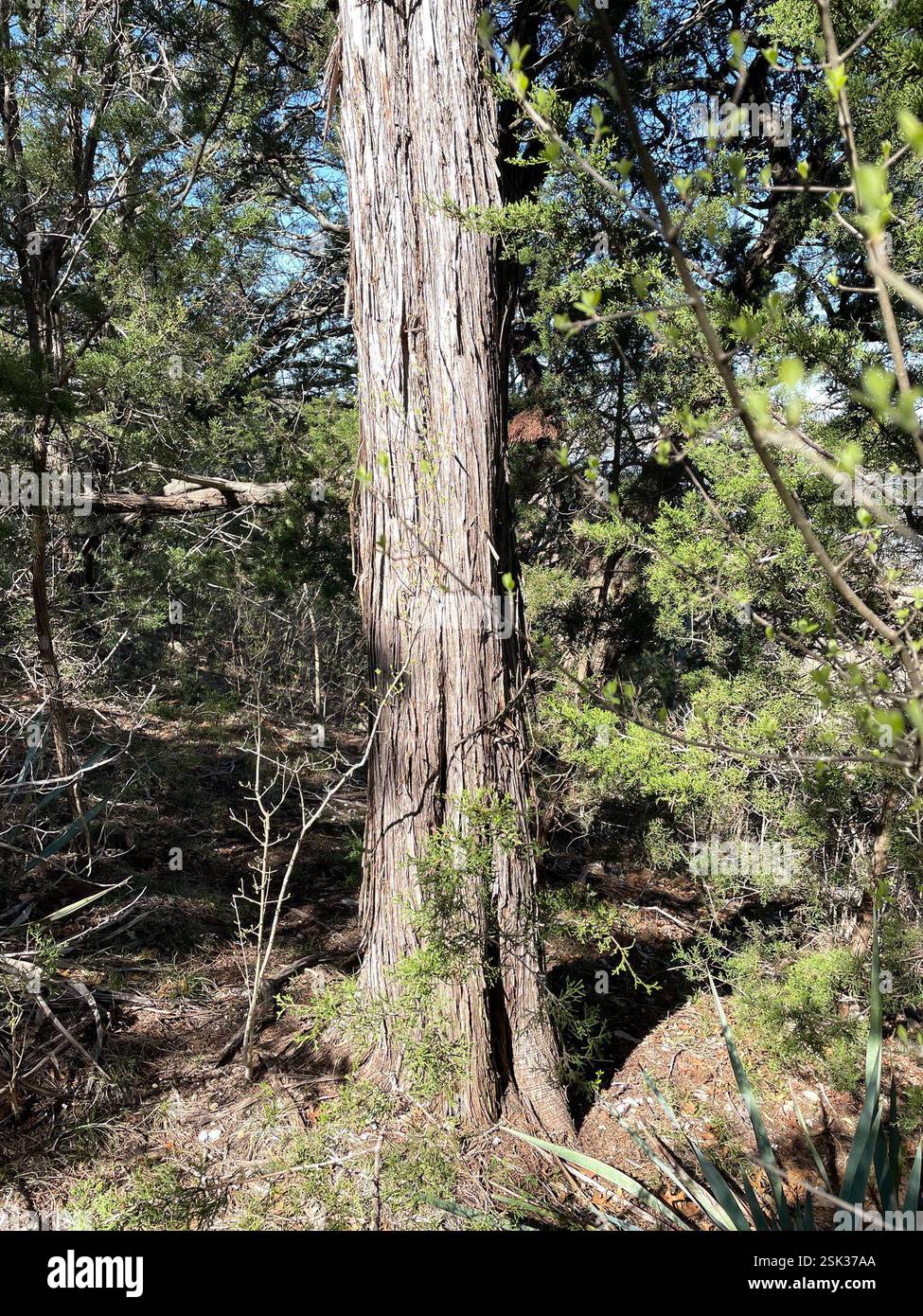 Ashe juniper (Juniperus ashei), Plantae, Moody, TX, US Stock Photo - Alamy