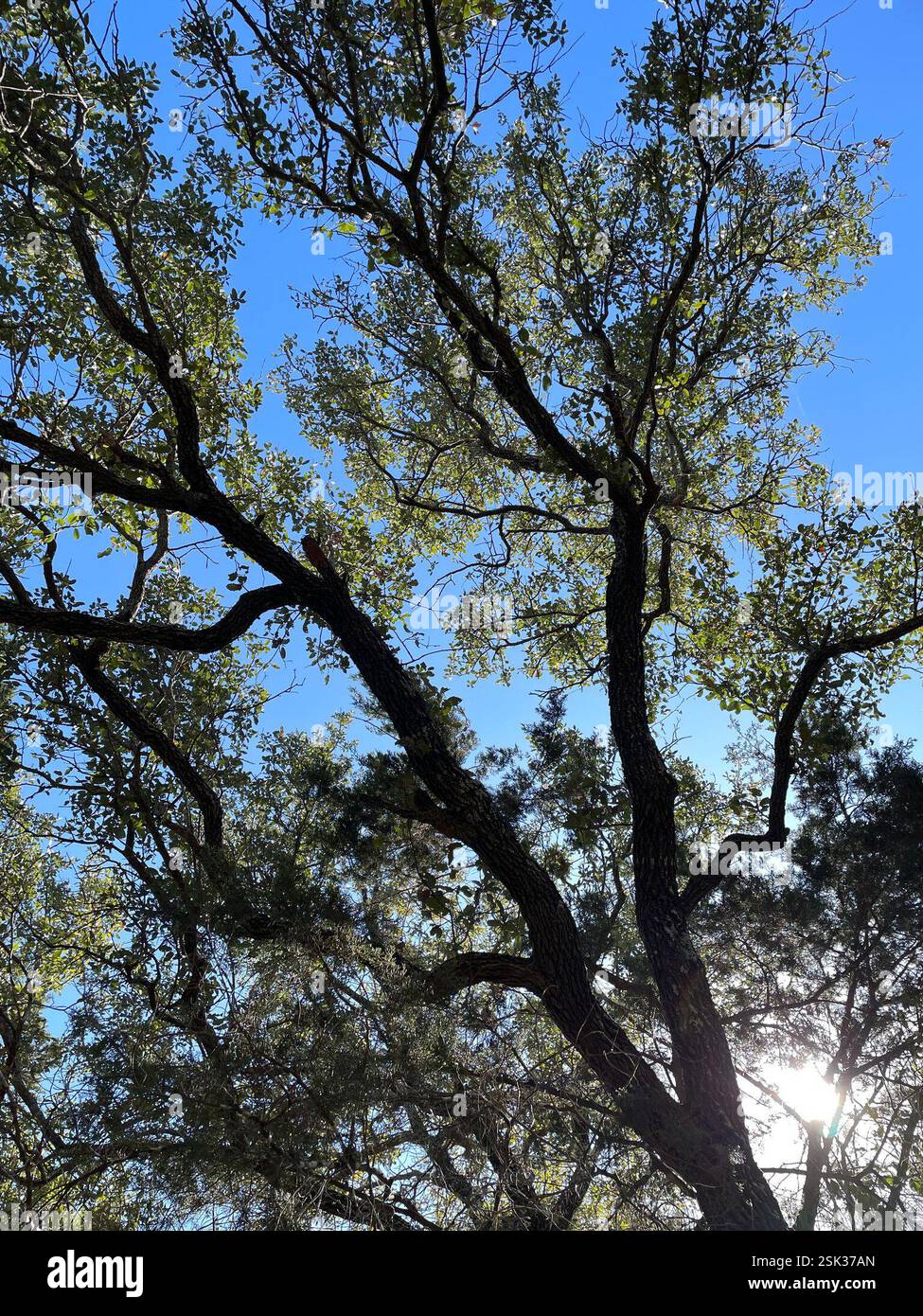 Texas live oak (Quercus fusiformis), Plantae, Temple, TX, US Stock ...