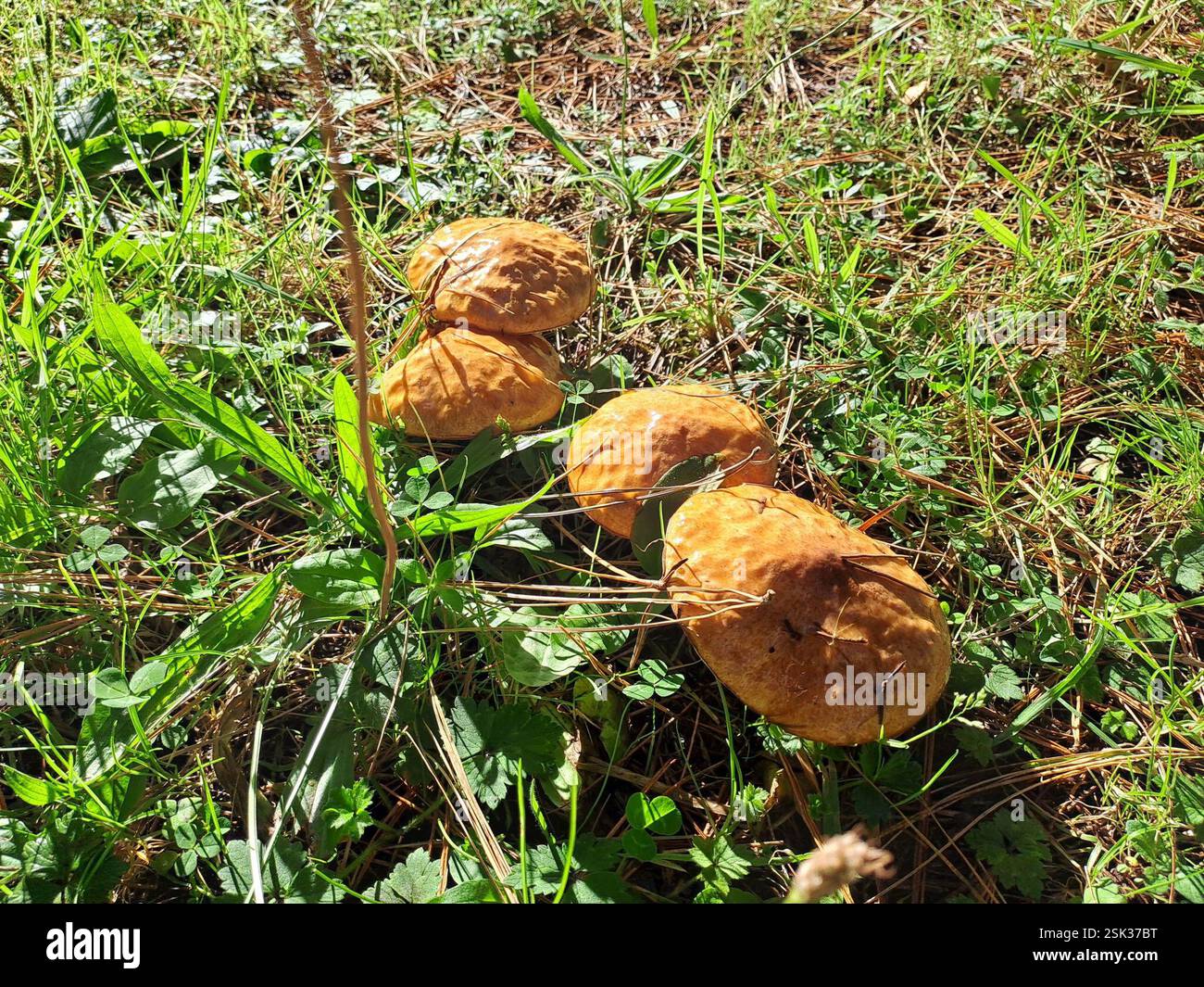 Purple-veiled Slippery Jack (Suillus luteus), Fungi, Invercargill, NZ ...