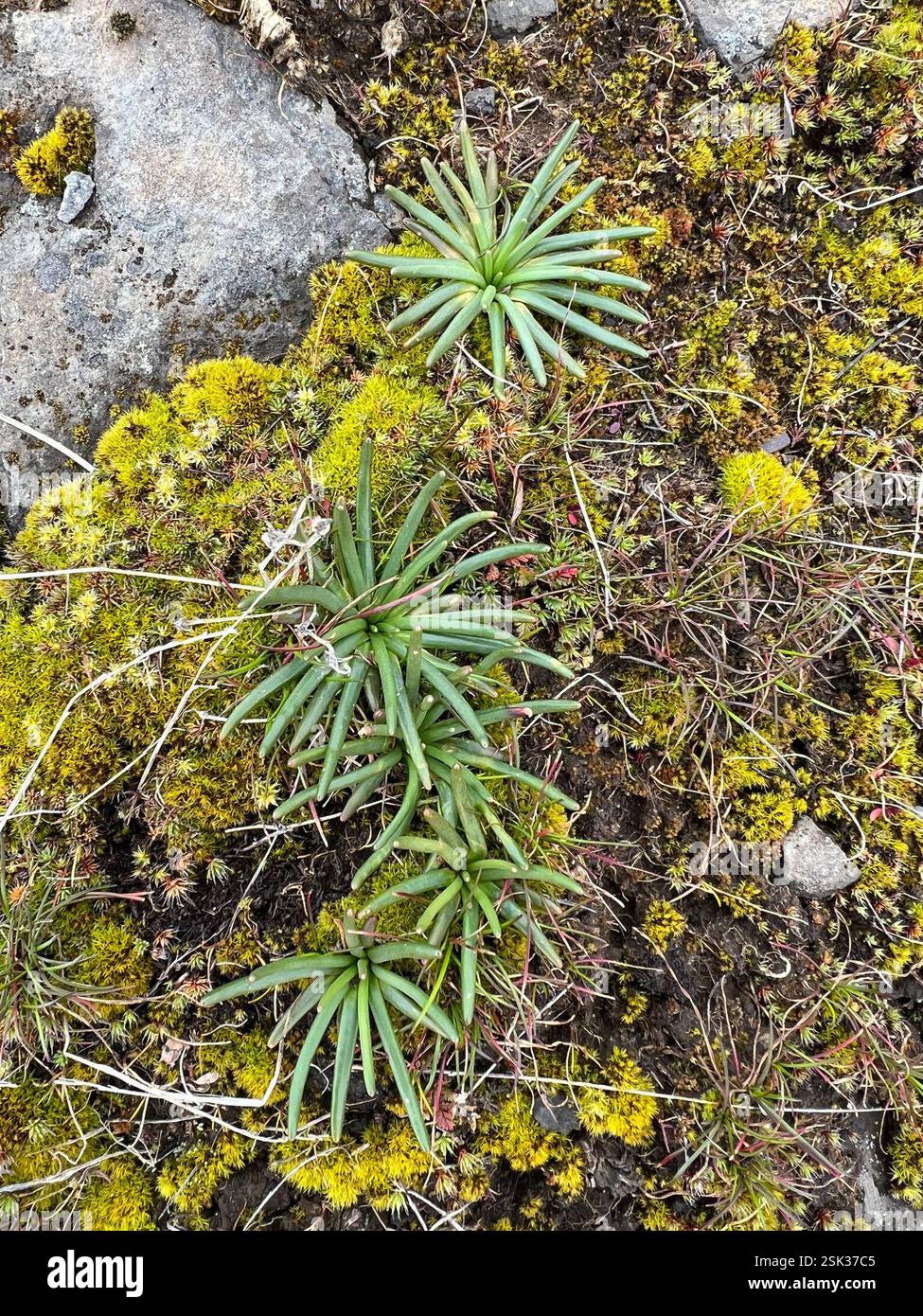 Bitterroot (Lewisia rediviva), Plantae, Columbia River Gorge National ...