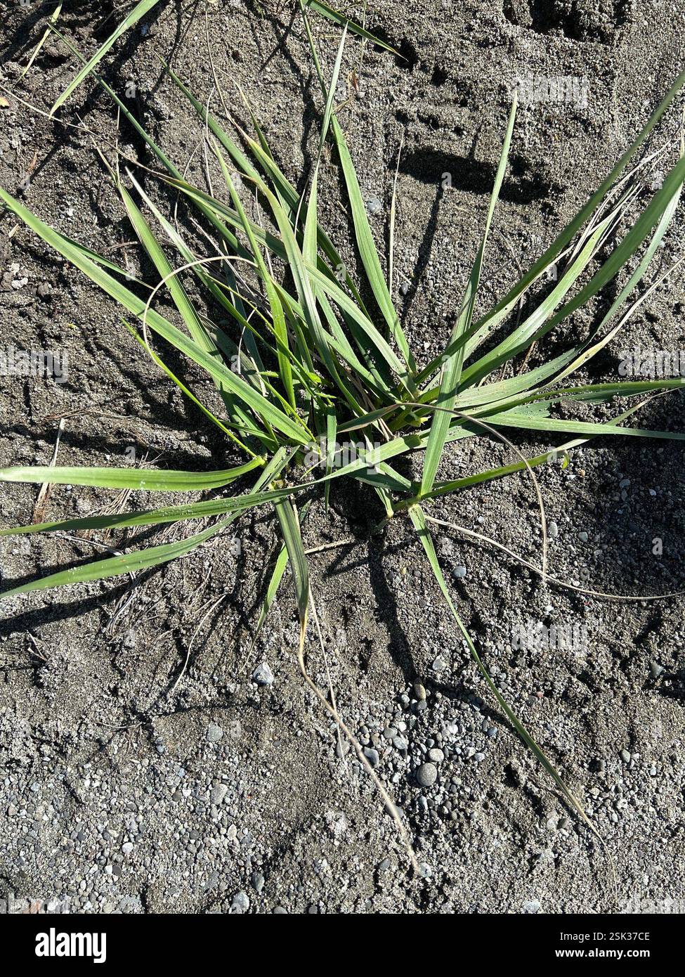 tall fescue (Lolium arundinaceum), Plantae, Te Waipounamu/South Island ...