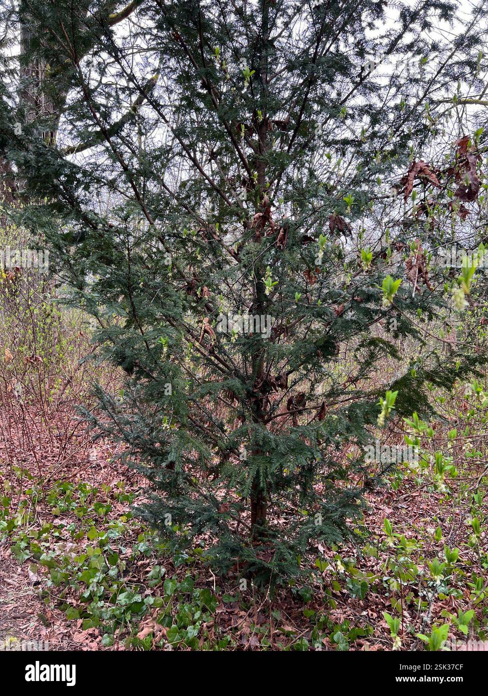 yews (Taxus), Plantae, Lawton Park, Seattle, WA 98199, USA Stock Photo ...