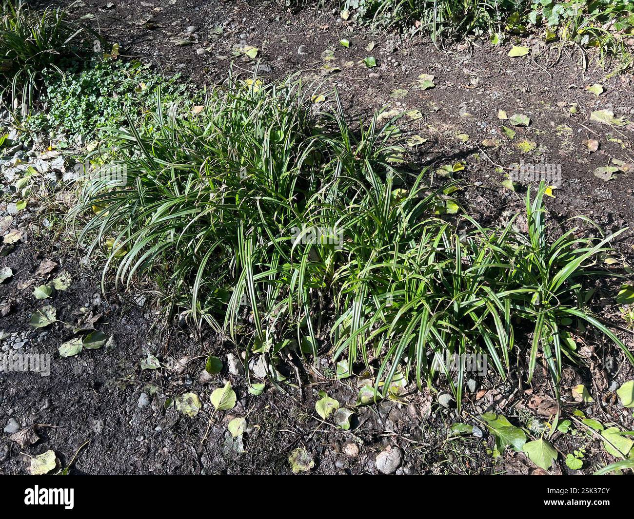 Hanging sedge (Carex pendula), Plantae, Vashon Island, Vashon, WA, US ...