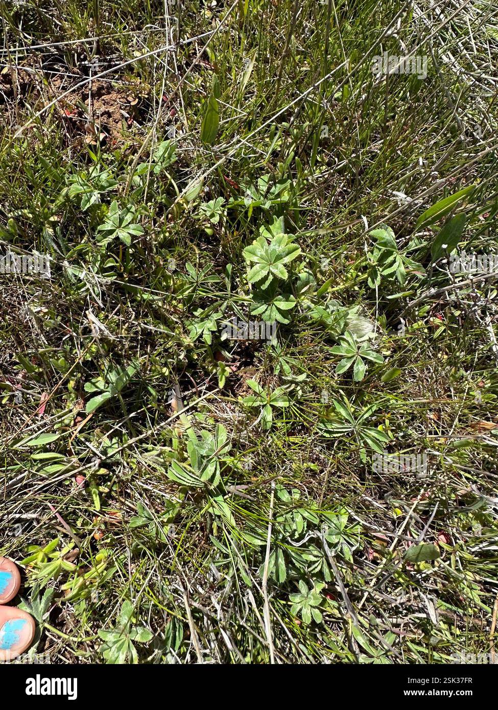 bighead clover (Trifolium macrocephalum), Plantae, Columbia River Gorge ...