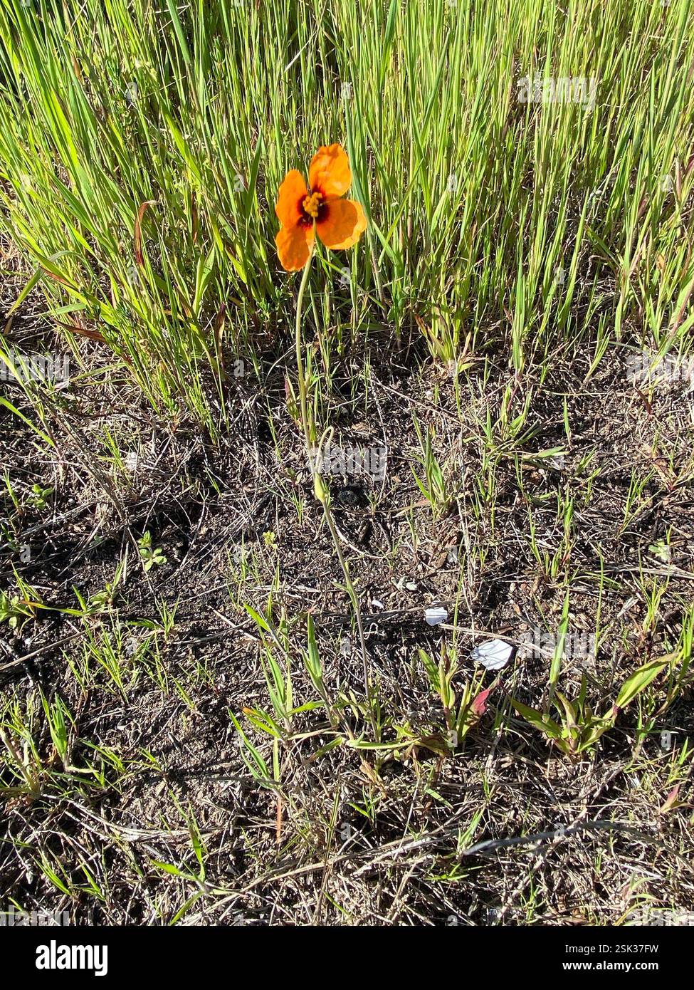 wind poppy (Papaver heterophyllum), Plantae, Torrey Pines State Natural ...