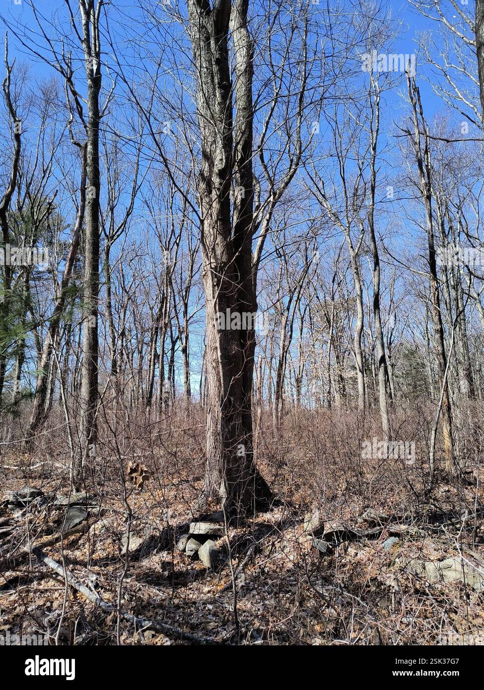 red maple (Acer rubrum), Plantae, Warren, RI 02885, USA Stock Photo - Alamy