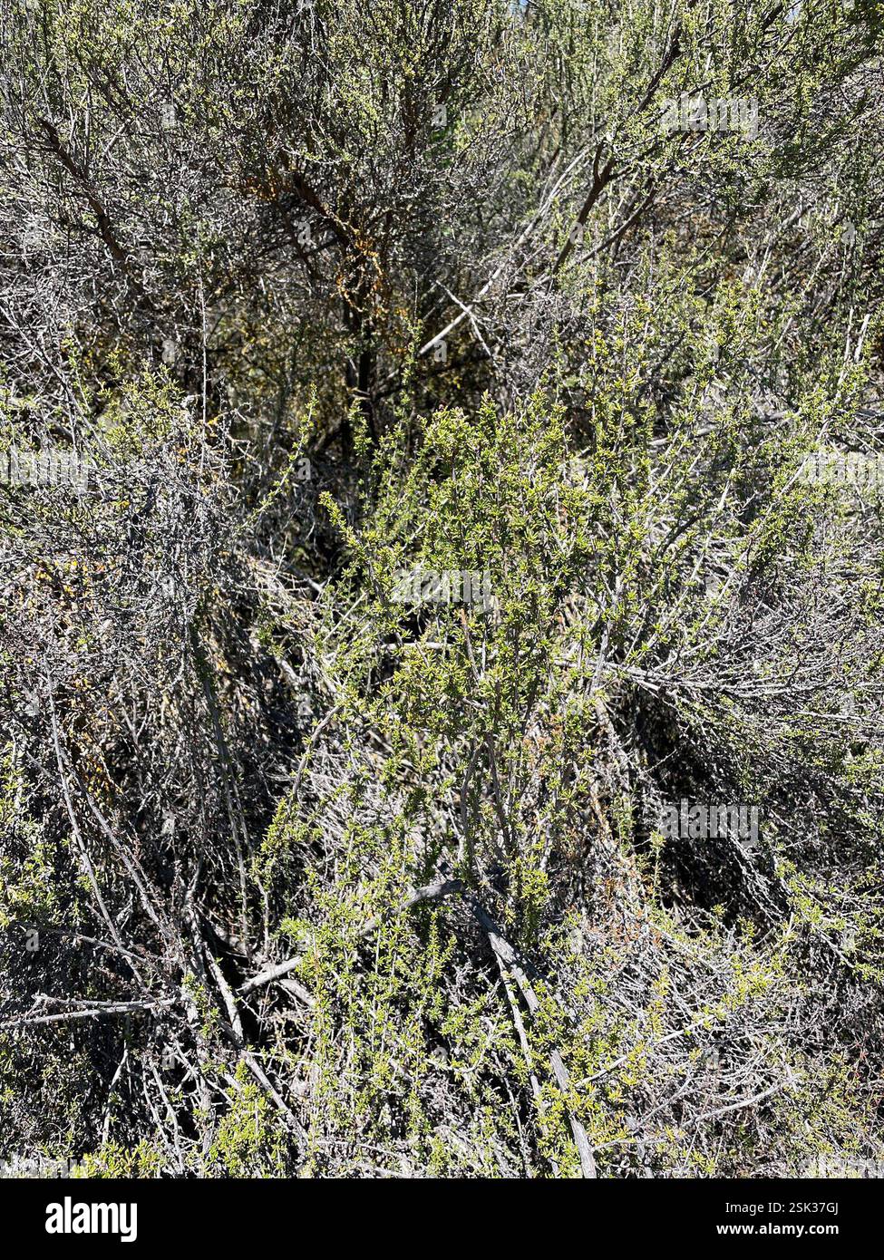 chamise (Adenostoma fasciculatum), Plantae, San Benito County, CA, USA ...