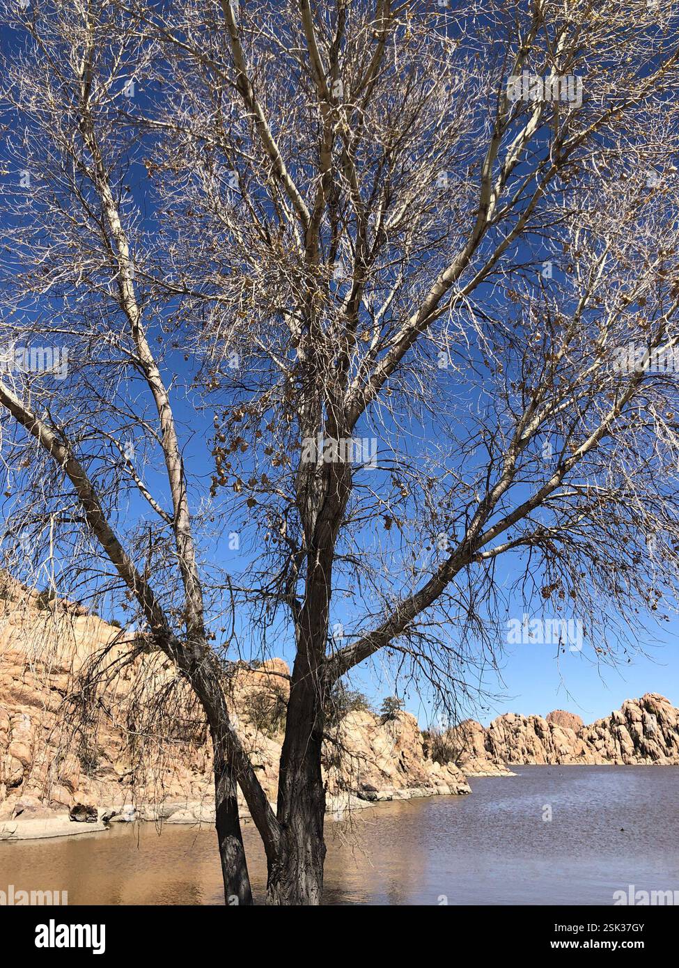 Fremont Cottonwood (Populus fremontii), Plantae, Watson Lake Park ...