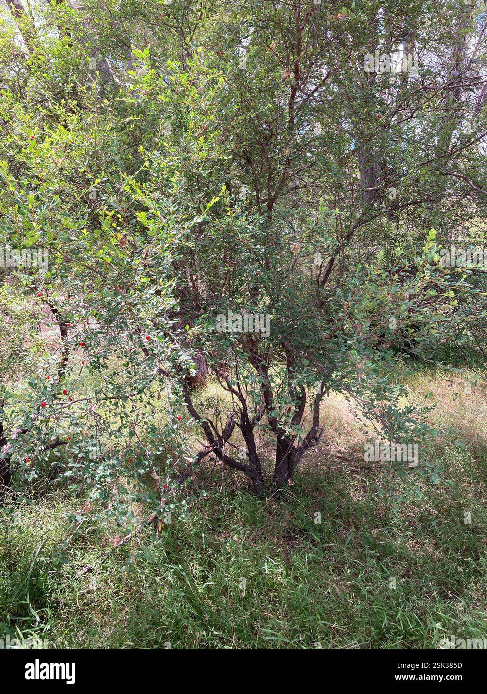 coca trees (Erythroxylum), Plantae, Bluff, QLD, AU Stock Photo - Alamy