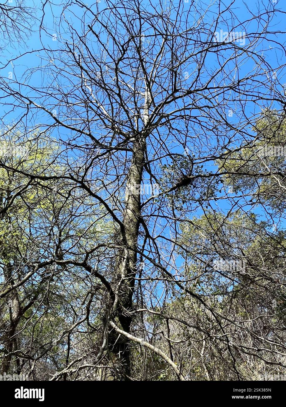 honey locust (Gleditsia triacanthos), Plantae, Moody, TX, US Stock ...