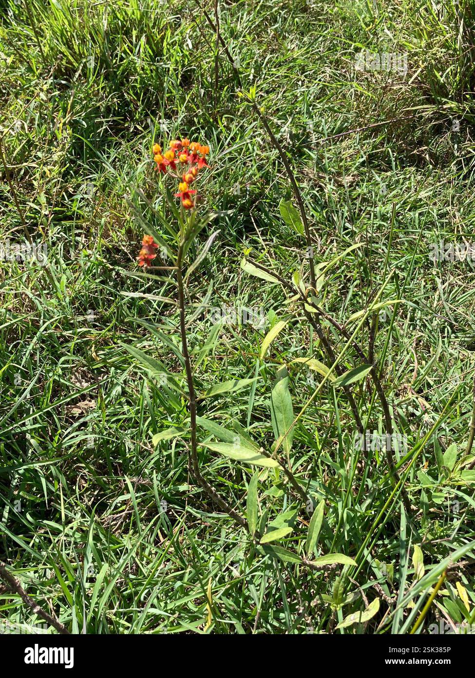 tropical milkweed (Asclepias curassavica), Plantae, Stanwell Power ...