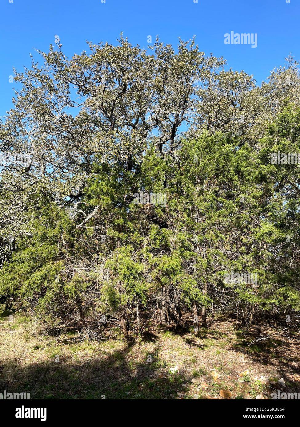Texas live oak (Quercus fusiformis), Plantae, Leona Park Ln, Moody, TX ...