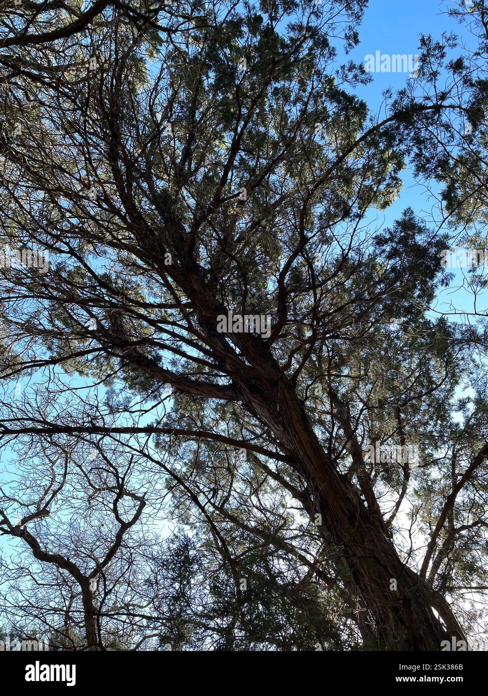 Ashe juniper (Juniperus ashei), Plantae, Killeen, TX, US, Two trees ...