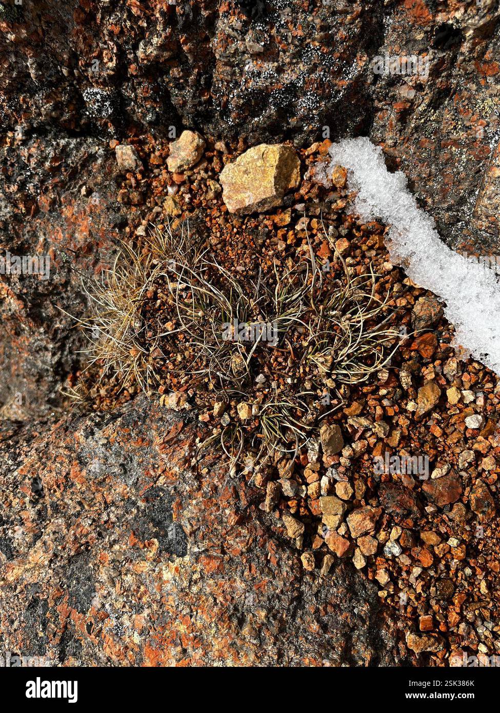 shaved sedge (Carex tonsa), Plantae, Cape Breton Island, Victoria, NS ...