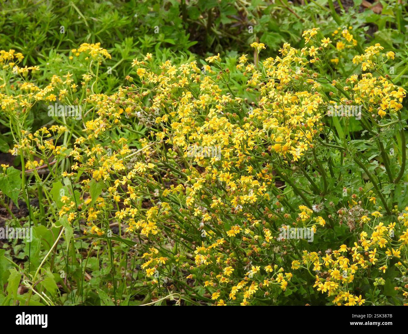 Butterweed (Packera glabella), Plantae, Brazos Bend State Park Stock ...