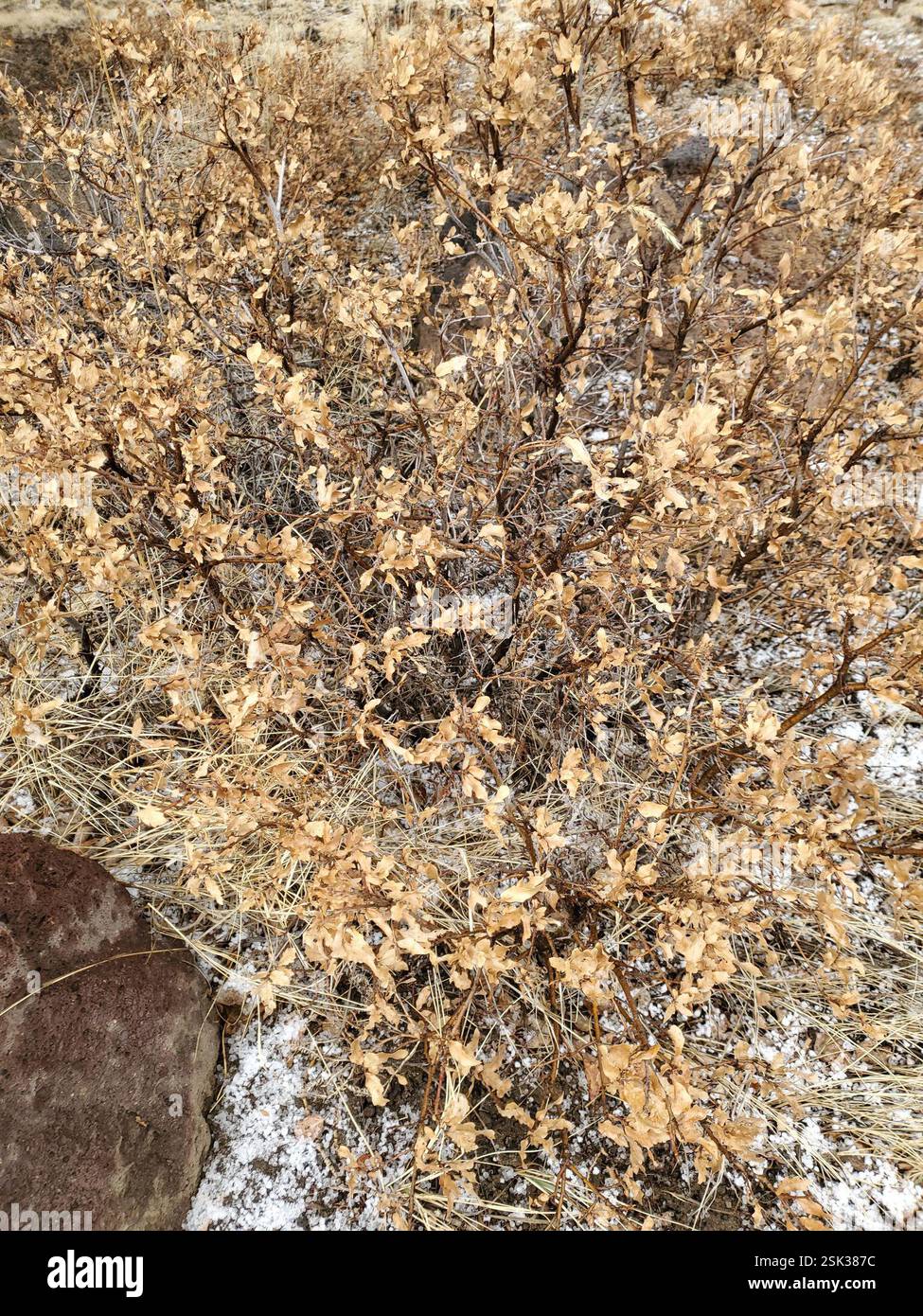 Wavyleaf Oak (Quercus × undulata), Plantae, Capulin Volcano National ...