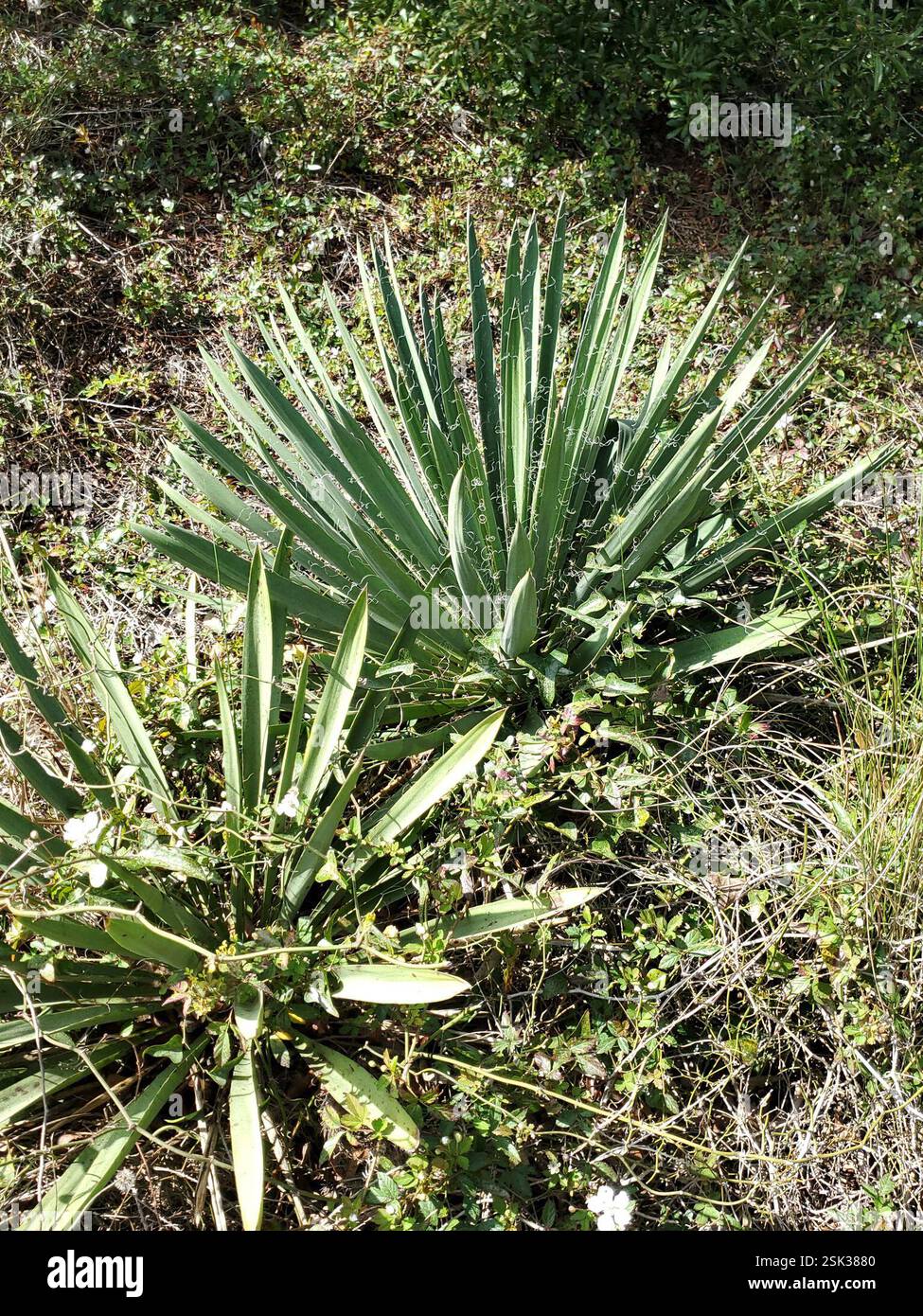common yucca (Yucca filamentosa), Plantae, Charleston County, SC, USA ...