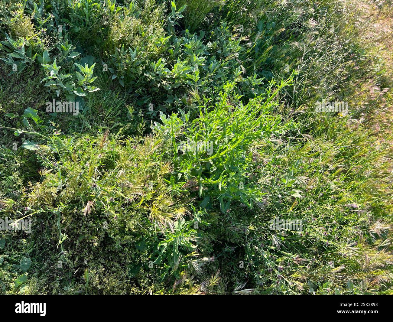 Maltese star-thistle (Centaurea melitensis), Plantae, Lake Mathews, CA ...