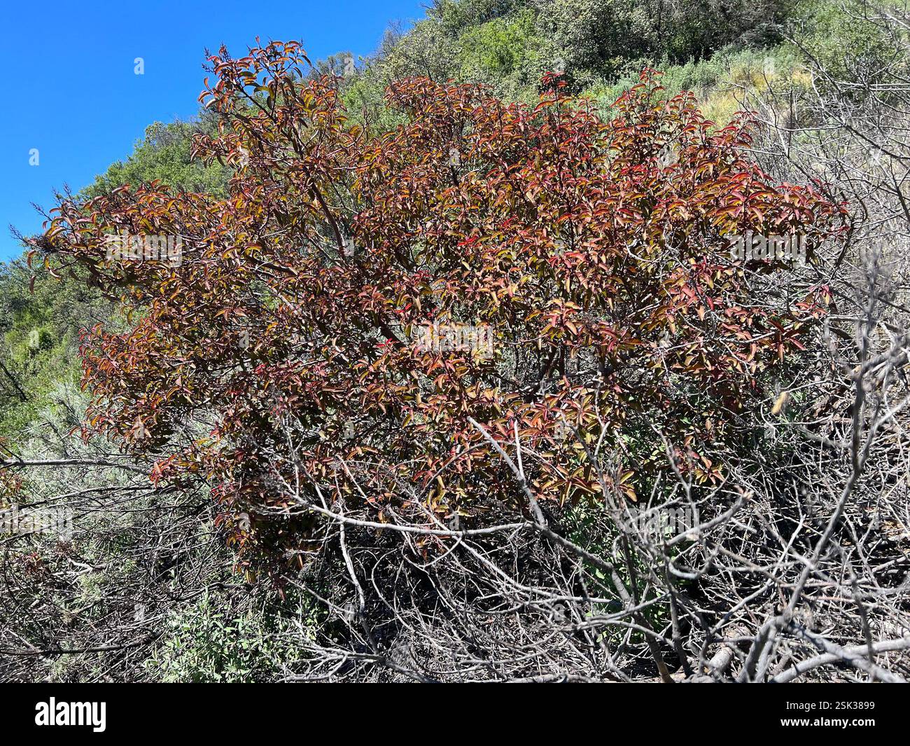 laurel sumac (Malosma laurina), Plantae, Los Padres National Forest ...