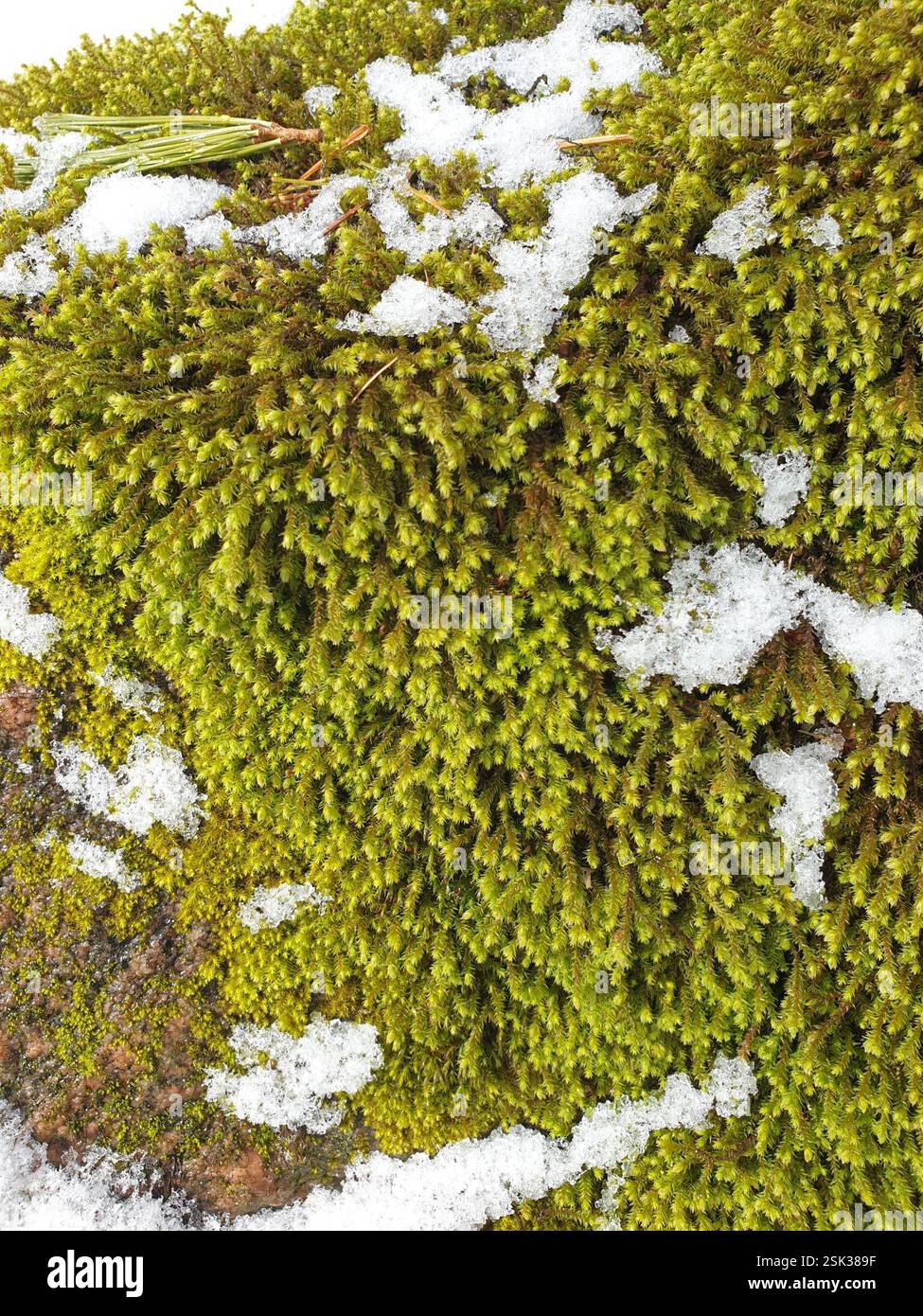 Rambling Tail-moss (Anomodon viticulosus), Plantae, Hazel Bird Nature ...