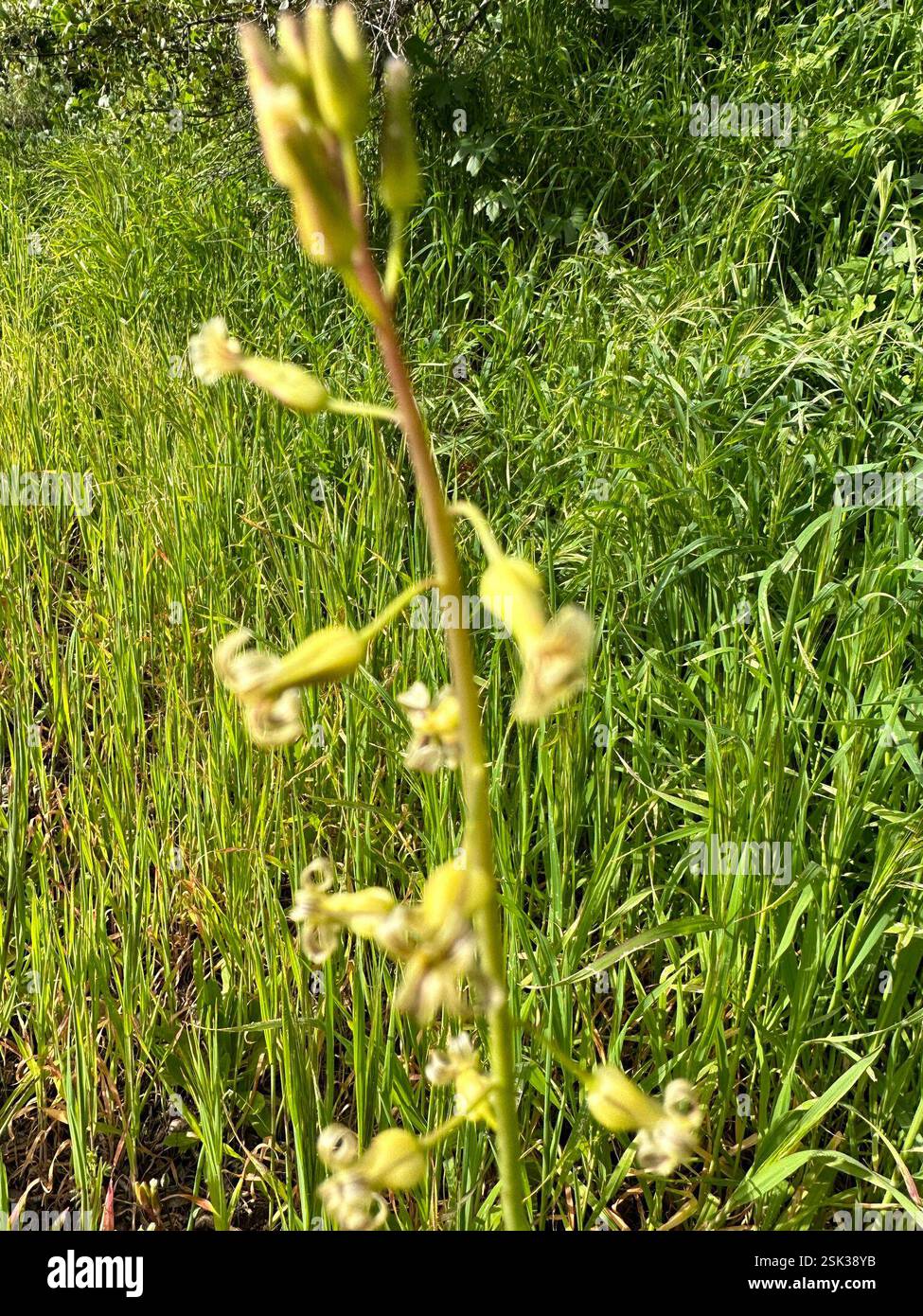 San Diego Wild Cabbage (Caulanthus heterophyllus), Plantae, Trabuco ...