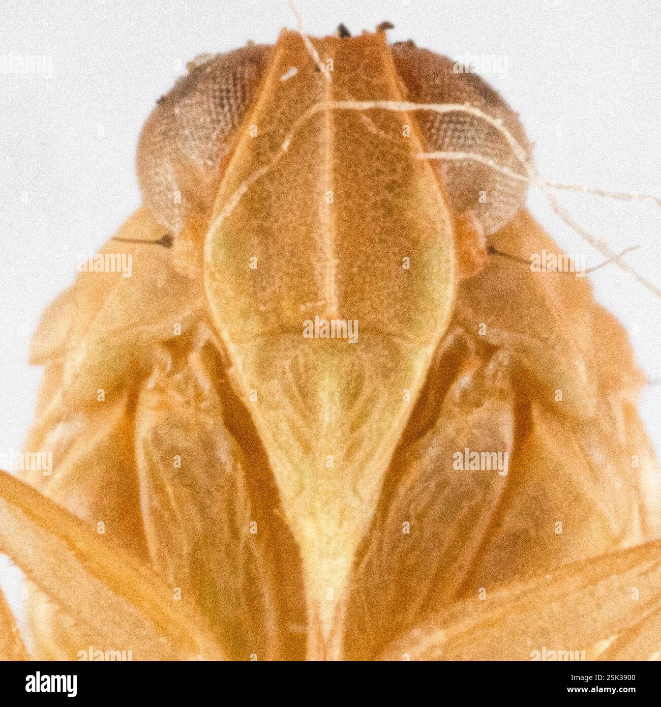(Haplaxius simplicatus), Insecta, San Salvador, El Salvador, Photos ...