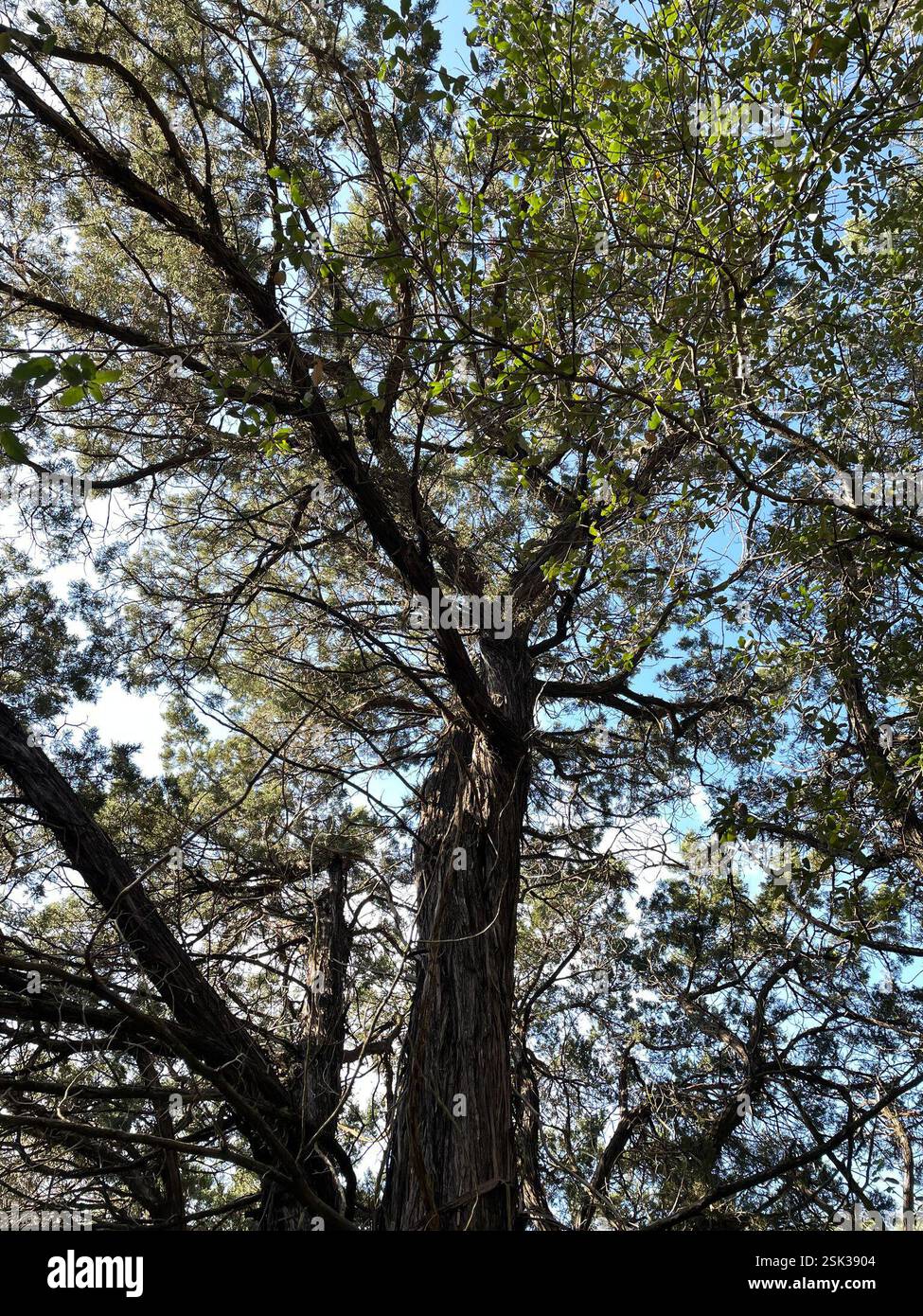 Ashe juniper (Juniperus ashei), Plantae, Leona Park Ln, Moody, TX, US ...
