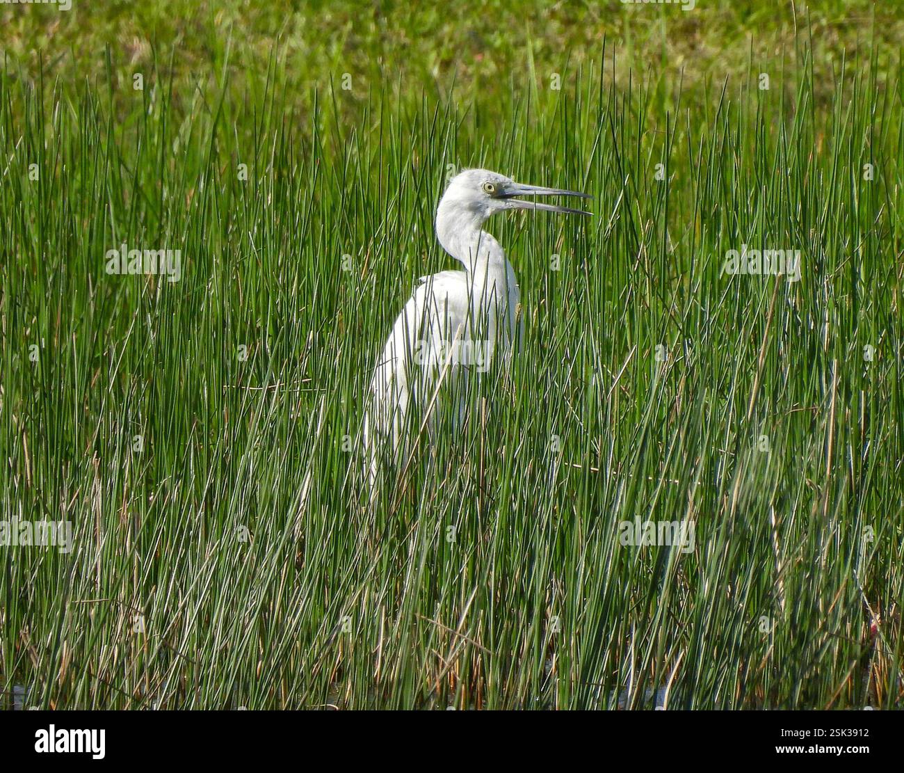 Little Blue Heron (Egretta caerulea), Aves, Challenger Seven Memorial ...
