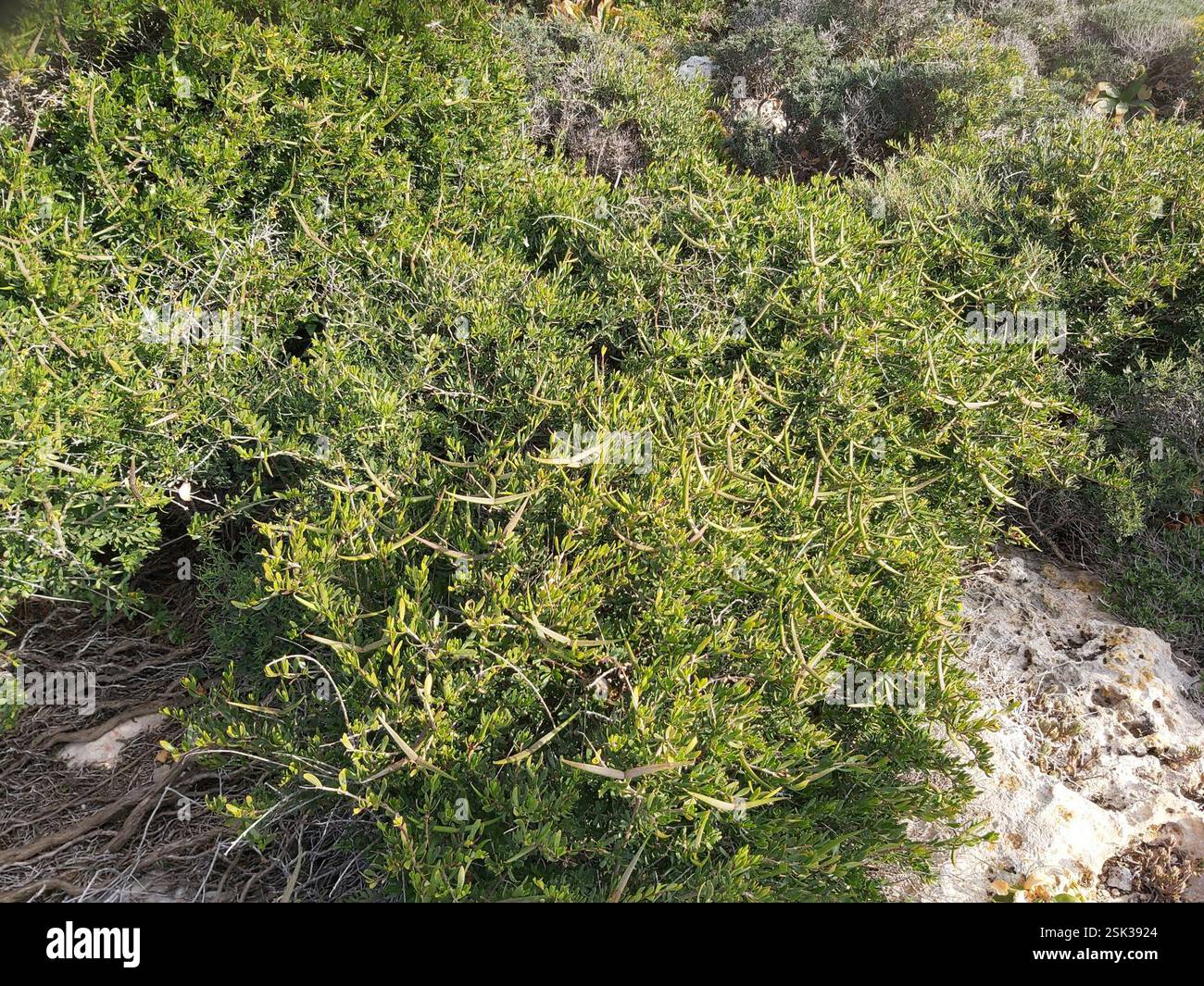 African wolfbane (Periploca angustifolia), Plantae, X8GH+XCQ Għar Tuta ...