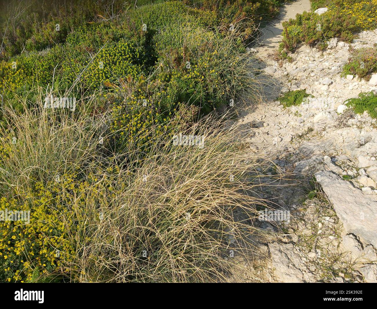 albardine (Lygeum spartum), Plantae, X8GH+XCQ Għar Tuta, Mellieħa ...