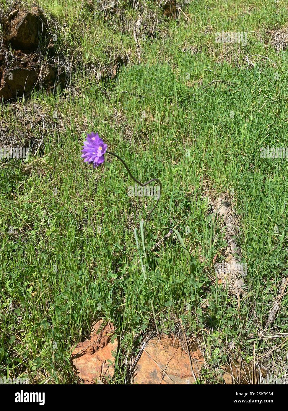 Blue Dicks (Dipterostemon capitatus), Plantae, Hidden Falls Regional ...