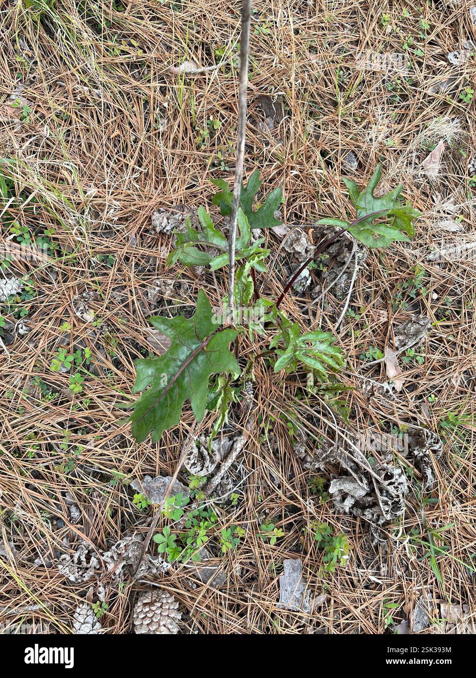 Kidney-leaf Rosinweed (Silphium compositum), Plantae, North Carolina ...