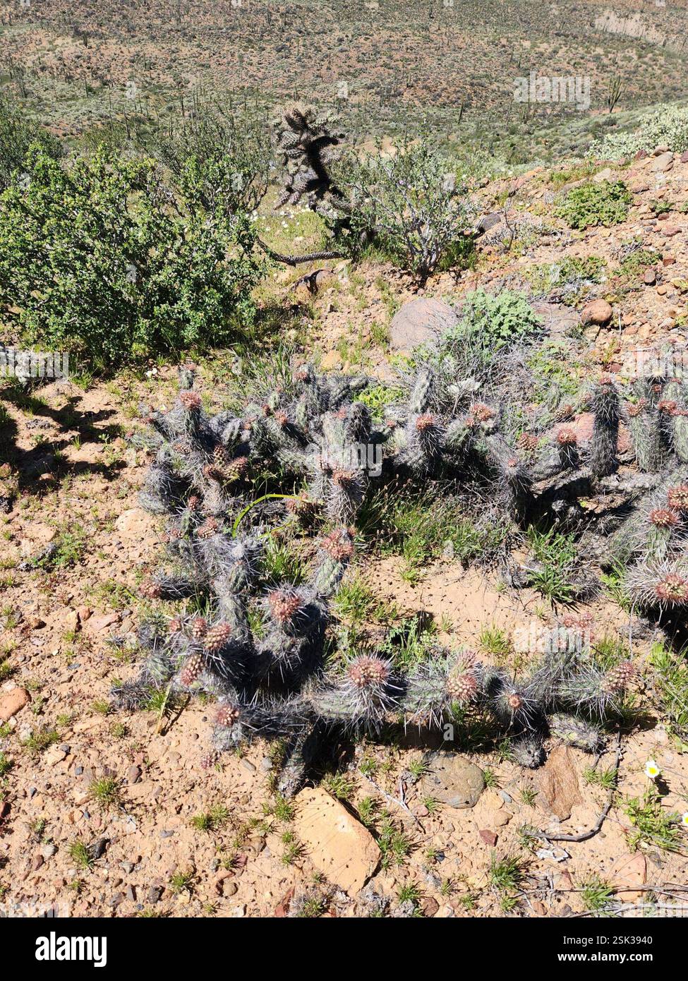 California Cholla (Cylindropuntia californica), Plantae, Ensenada, MX ...