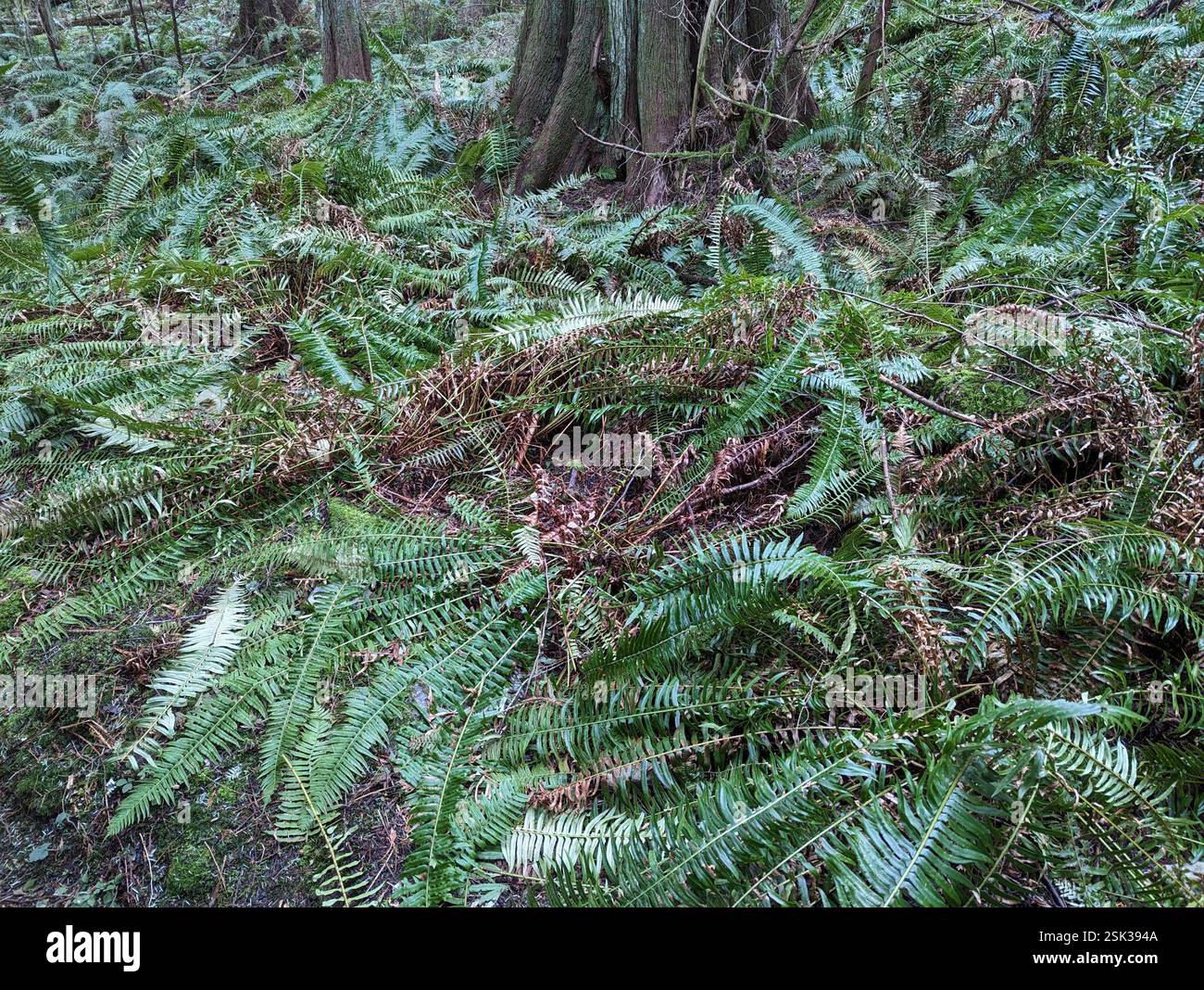 western sword fern (Polystichum munitum), Plantae, West Vancouver, BC ...