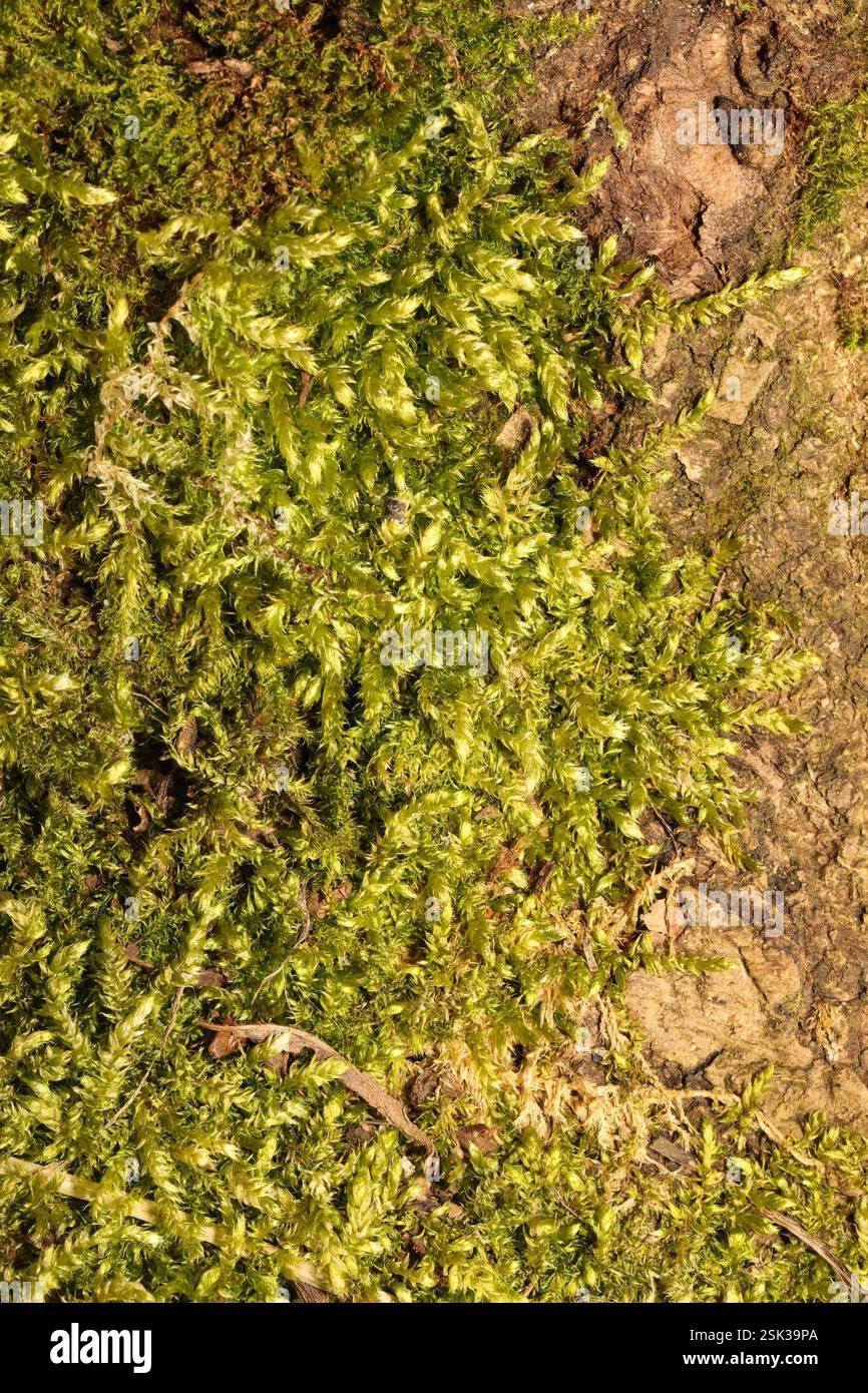 Rough-stalked Feather-moss (Brachythecium rutabulum), Plantae ...